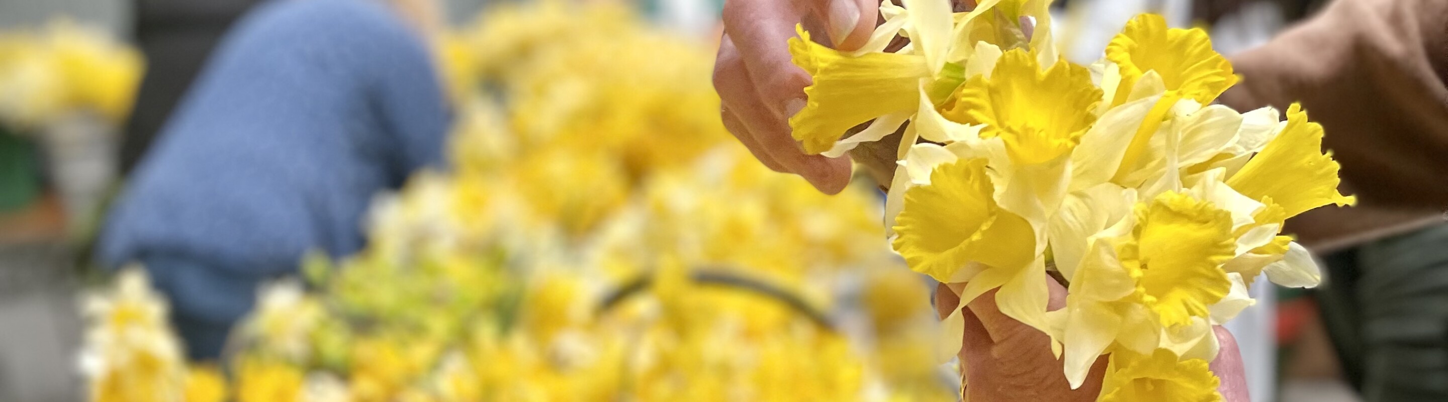 Cancer Society NZ — Daffodil Day Fresh Flowers - Wairarapa