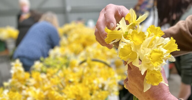 Cancer Society NZ — Daffodil Day Fresh Flowers - Wairarapa