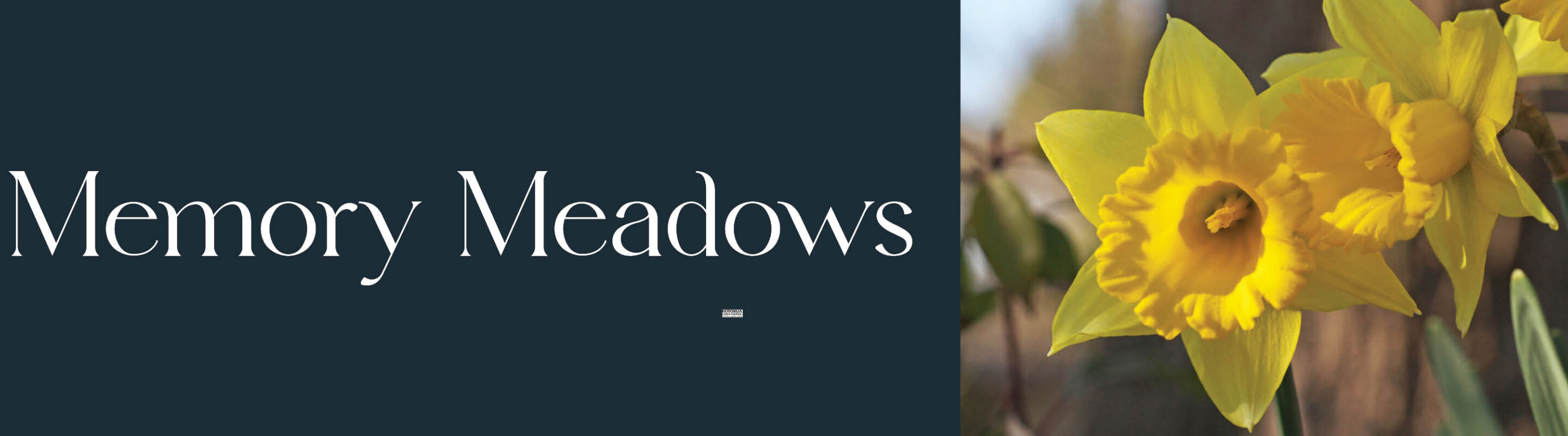 Cancer Society NZ — Donate a bulb to grow help and hope