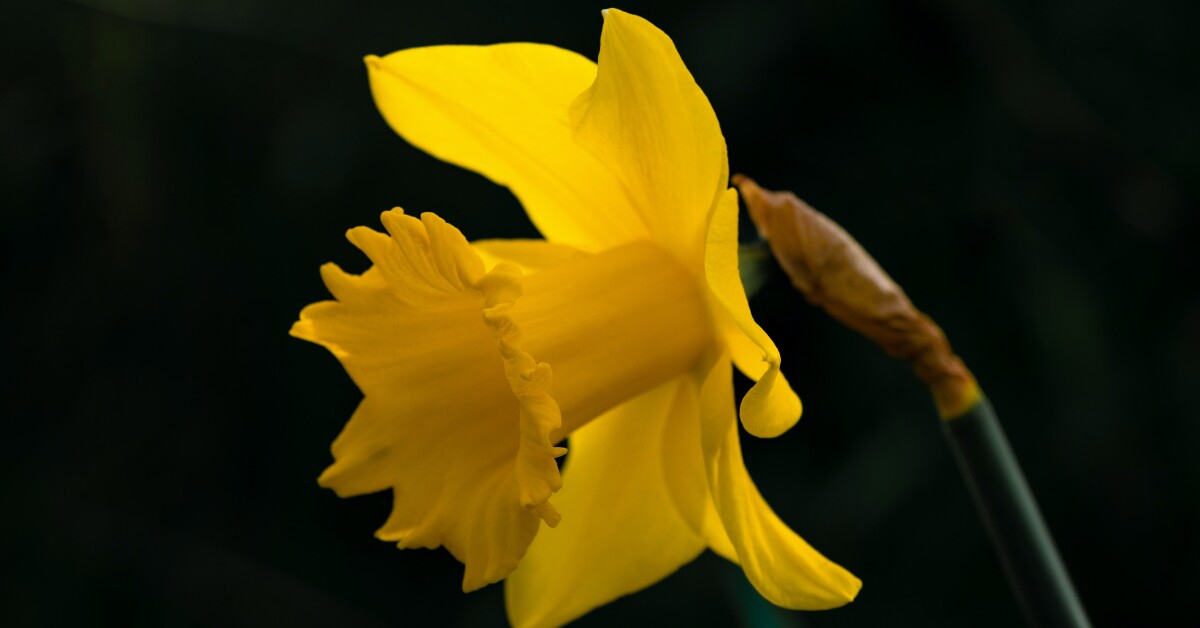 Cancer Society NZ — Blood Cancer Support Group